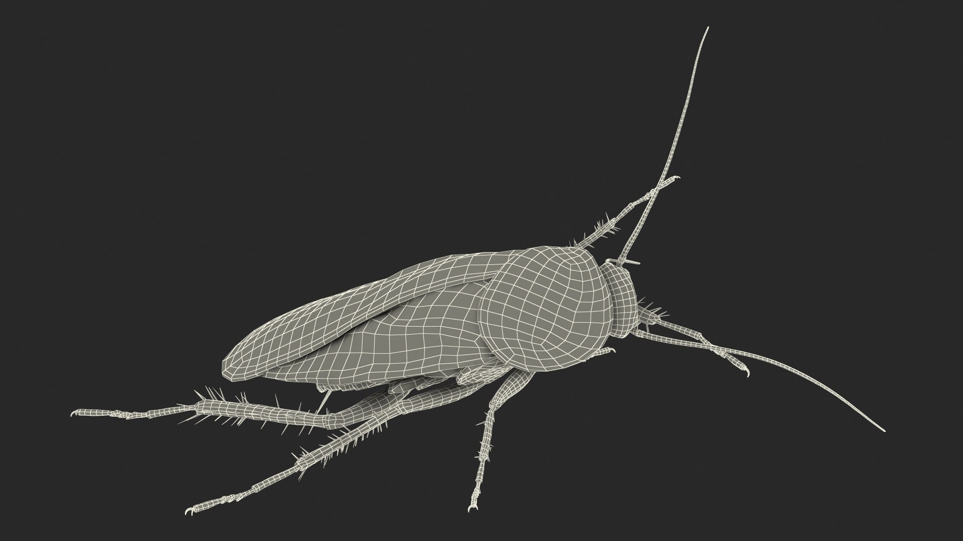 3D Animated Cockroach Cleans Paw Rigged For Cinema 4D Model ...