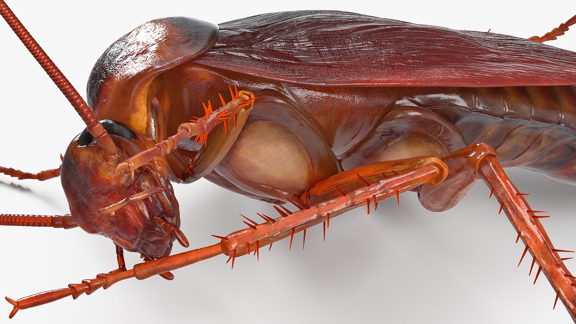 3D Animated Cockroach Cleans Paw Rigged For Cinema 4D Model ...