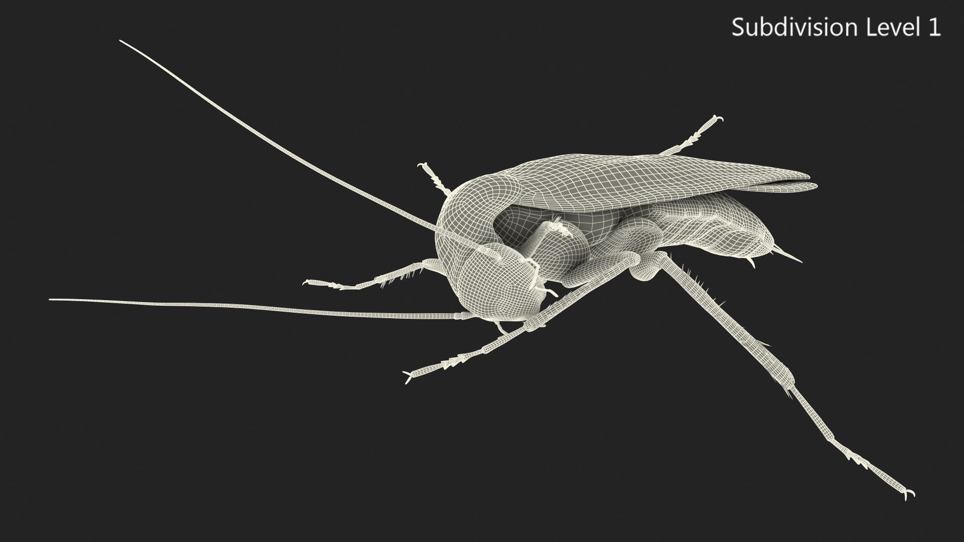 3D Animated Cockroach Cleans Paw Rigged For Cinema 4D Model ...