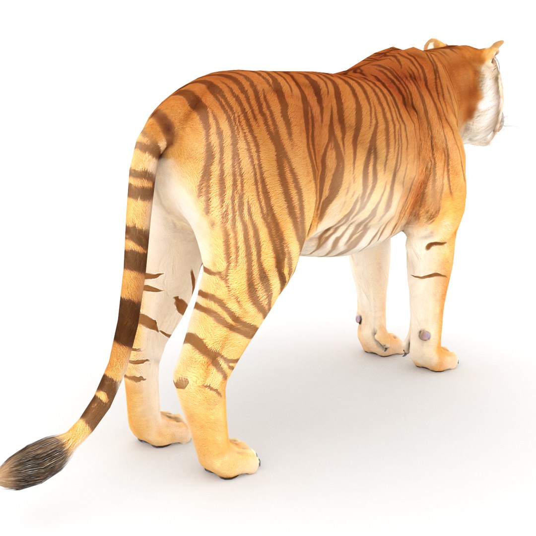 Golden Tiger 3D Model - TurboSquid 1402408