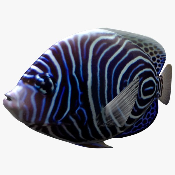max emperor anglefish