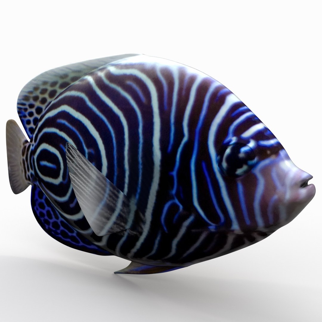 Max Emperor Anglefish