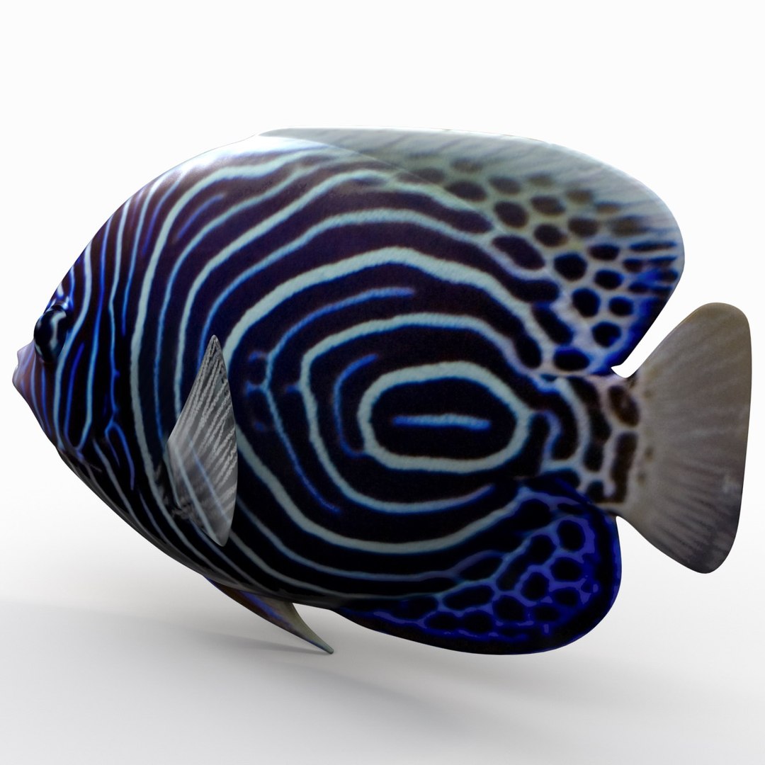 Max Emperor Anglefish