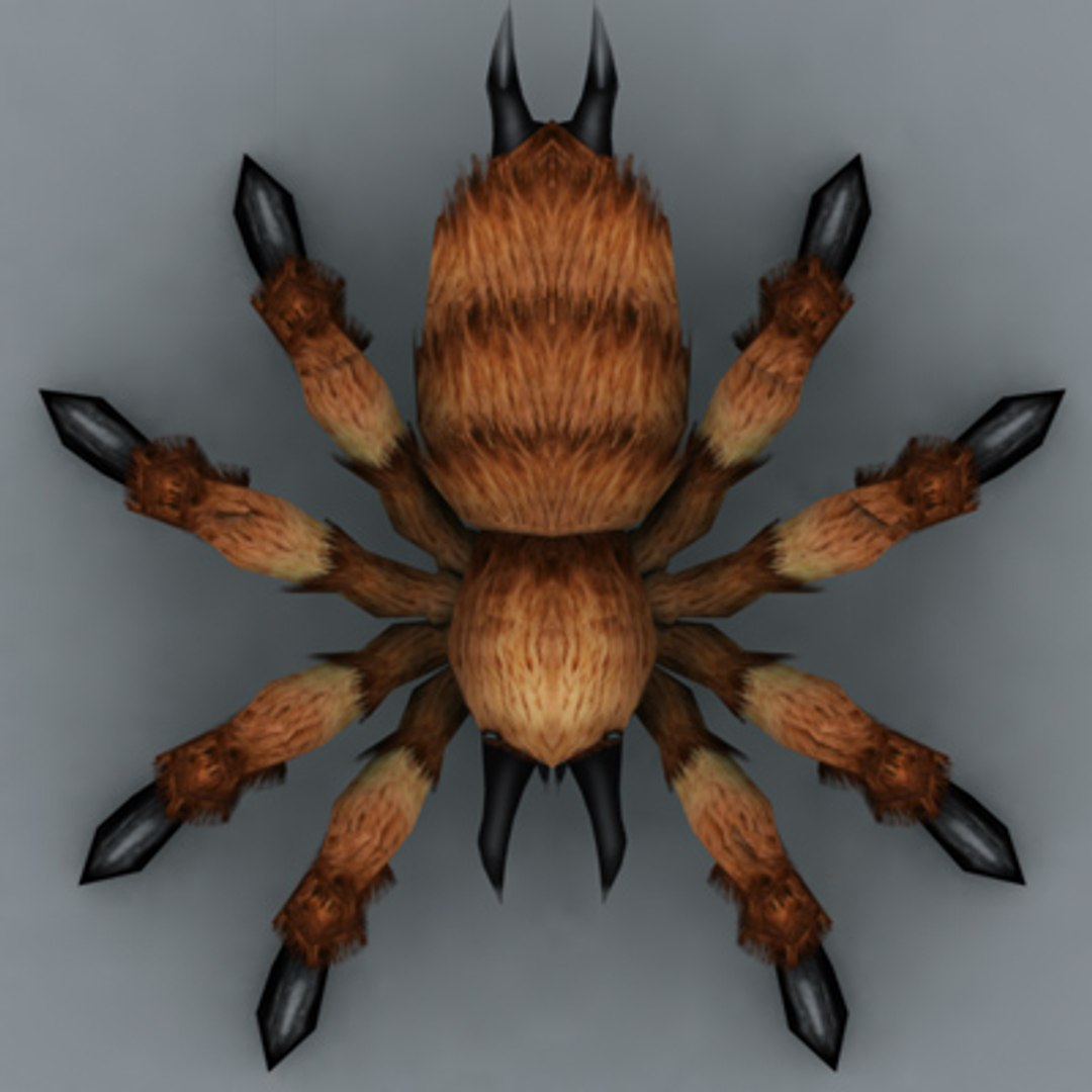 Free Spider Animations 3d Model