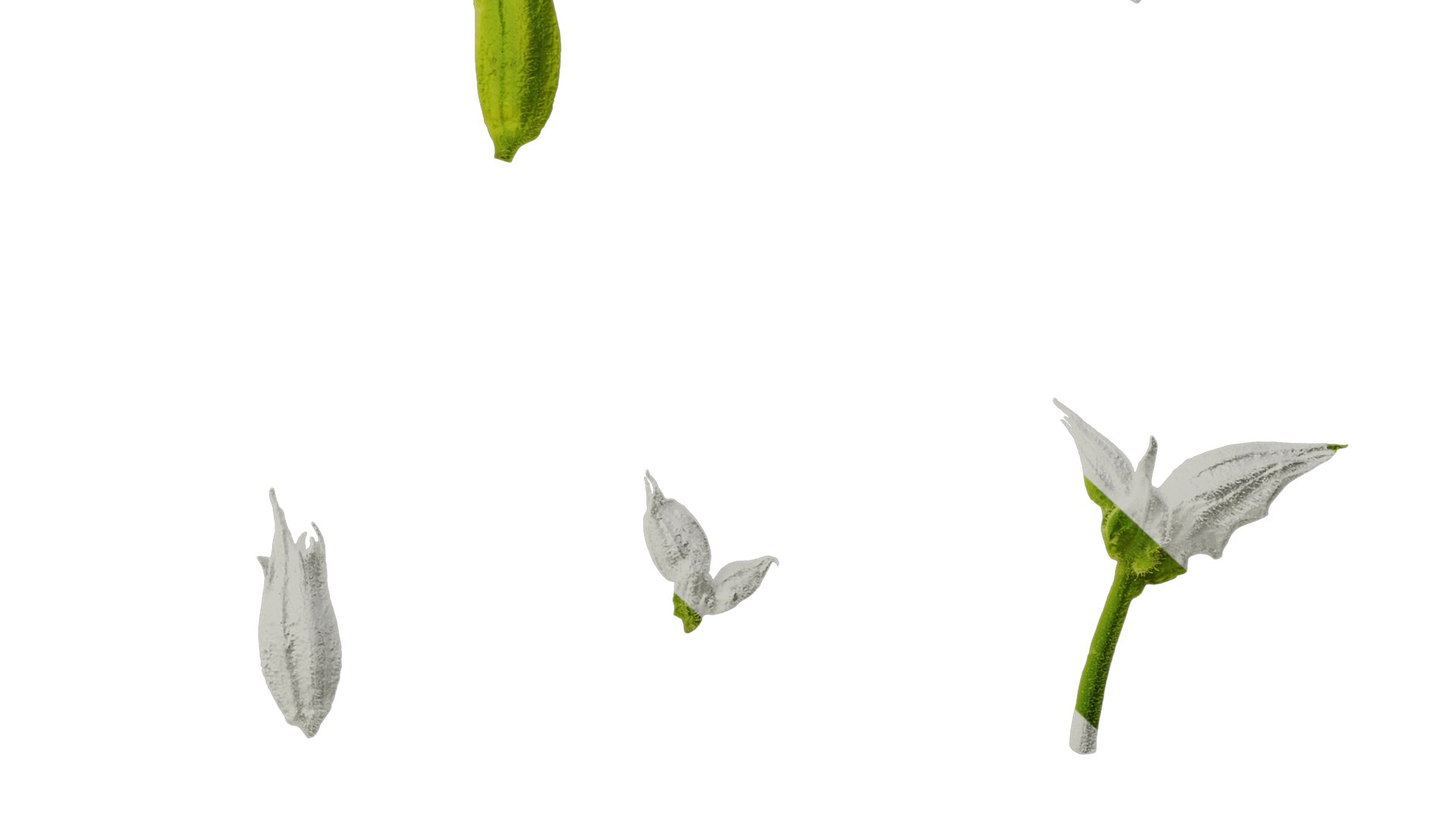 Anydrafts Nicotiana Alata Flower 05 Textures 3D Model - TurboSquid 2356771