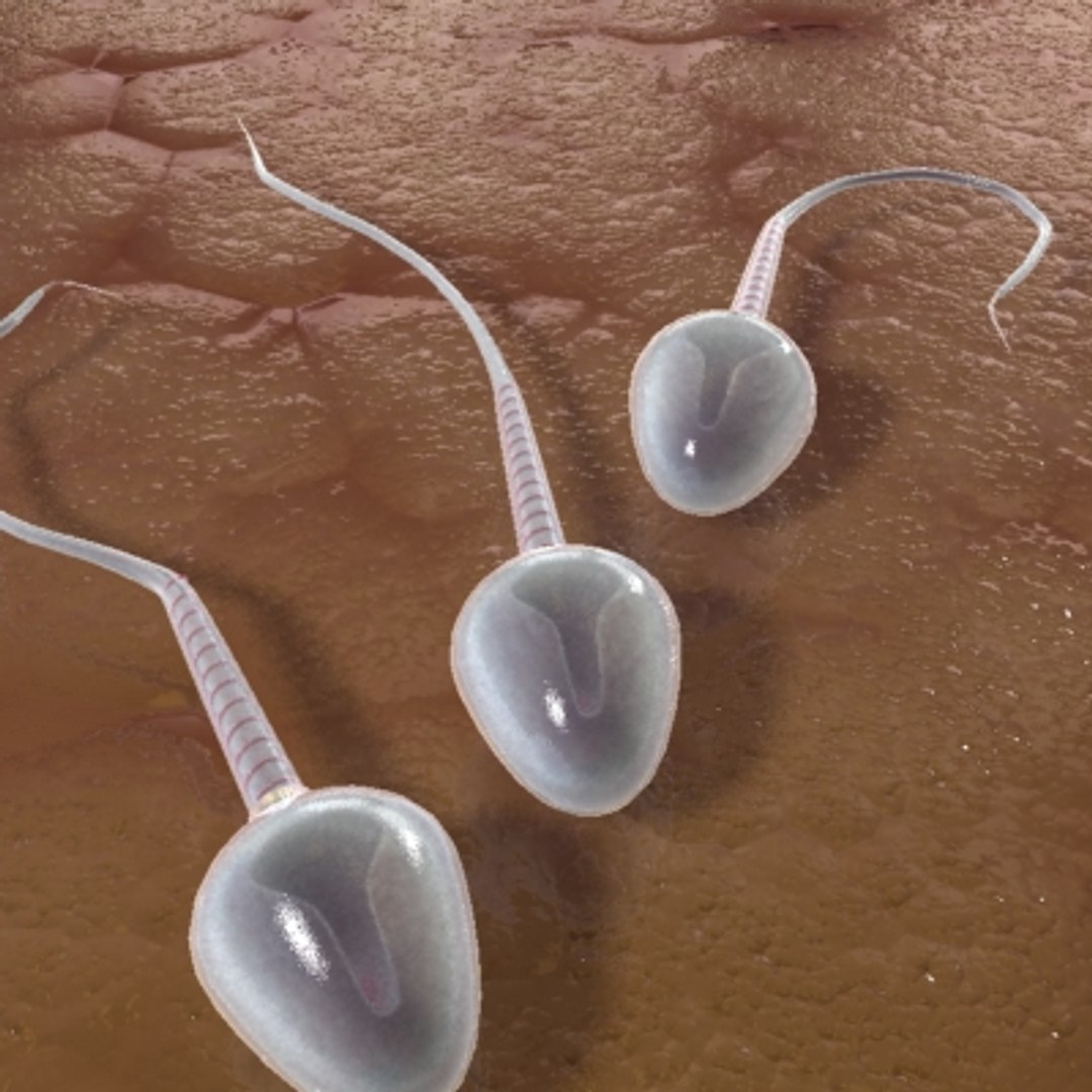 3ds Max Male Sperm Cell