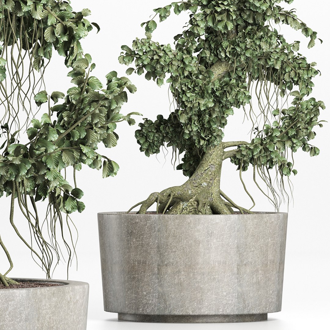 Mini Bonsai Plant Tree 3D Model - TurboSquid 1680776