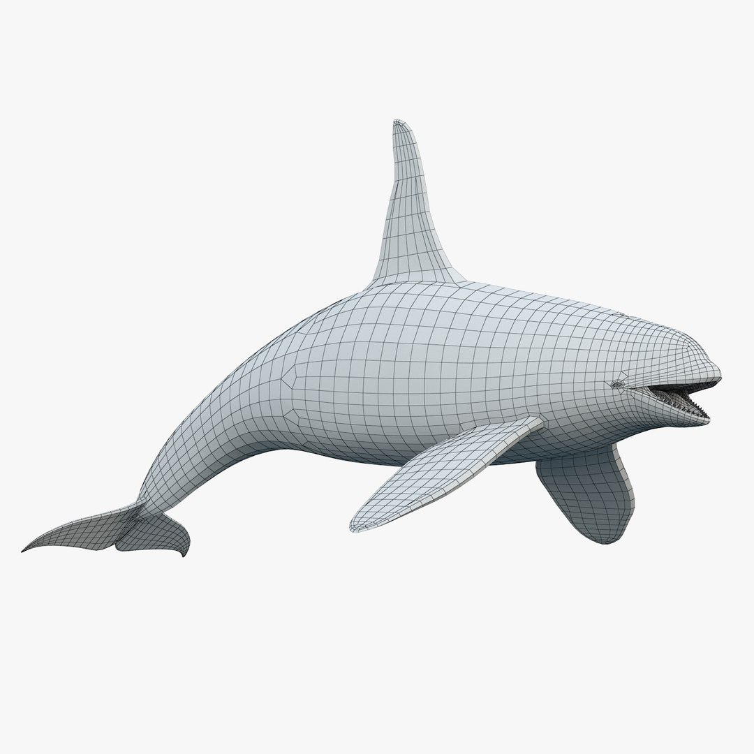 Killer Whale 3d Model