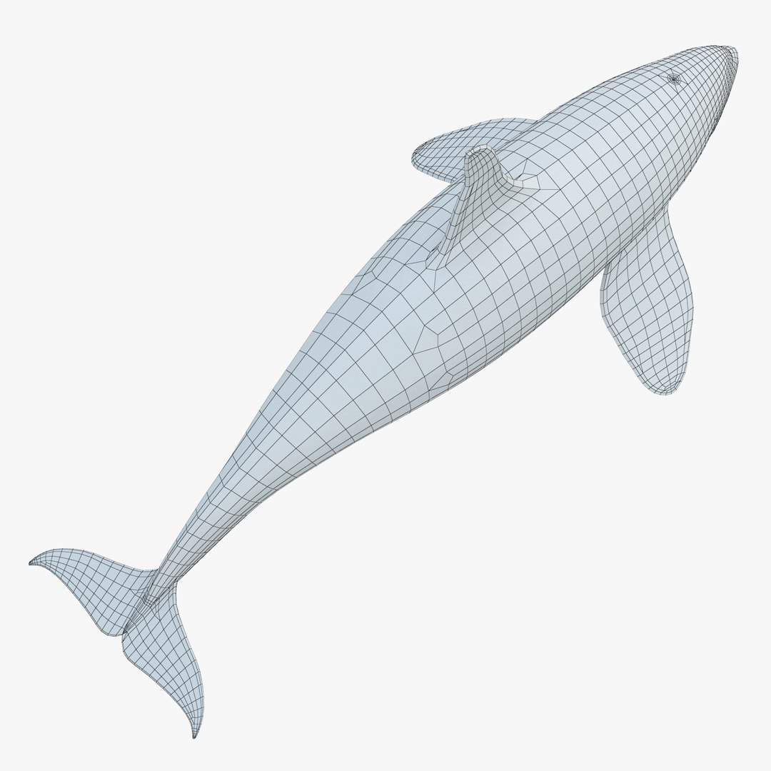 Killer Whale 3d Model