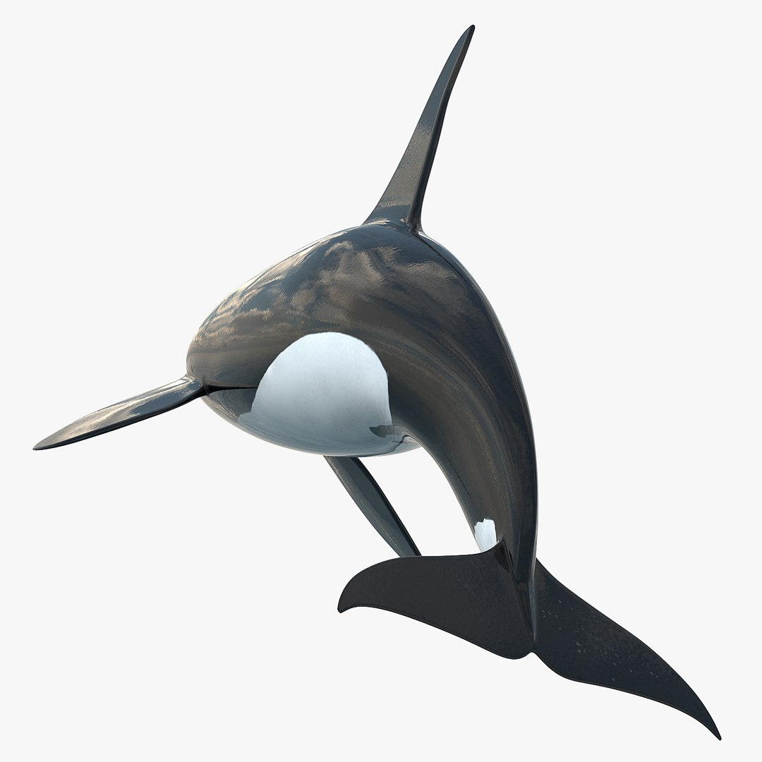 Killer Whale 3d Model