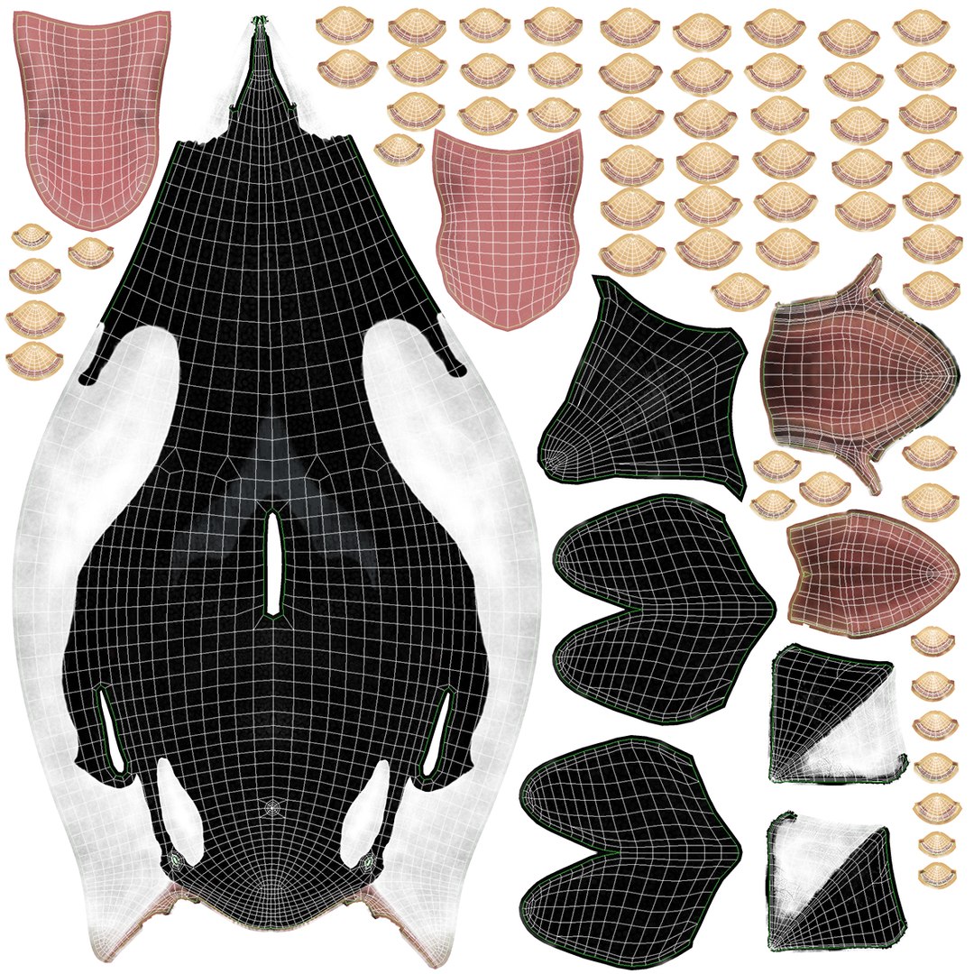 Killer Whale 3d Model