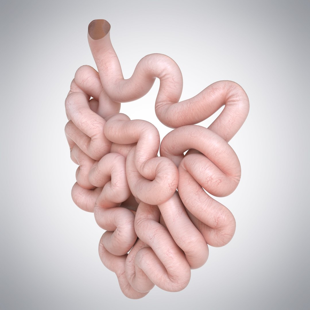 Human Small Intestine 3D - TurboSquid 1176344