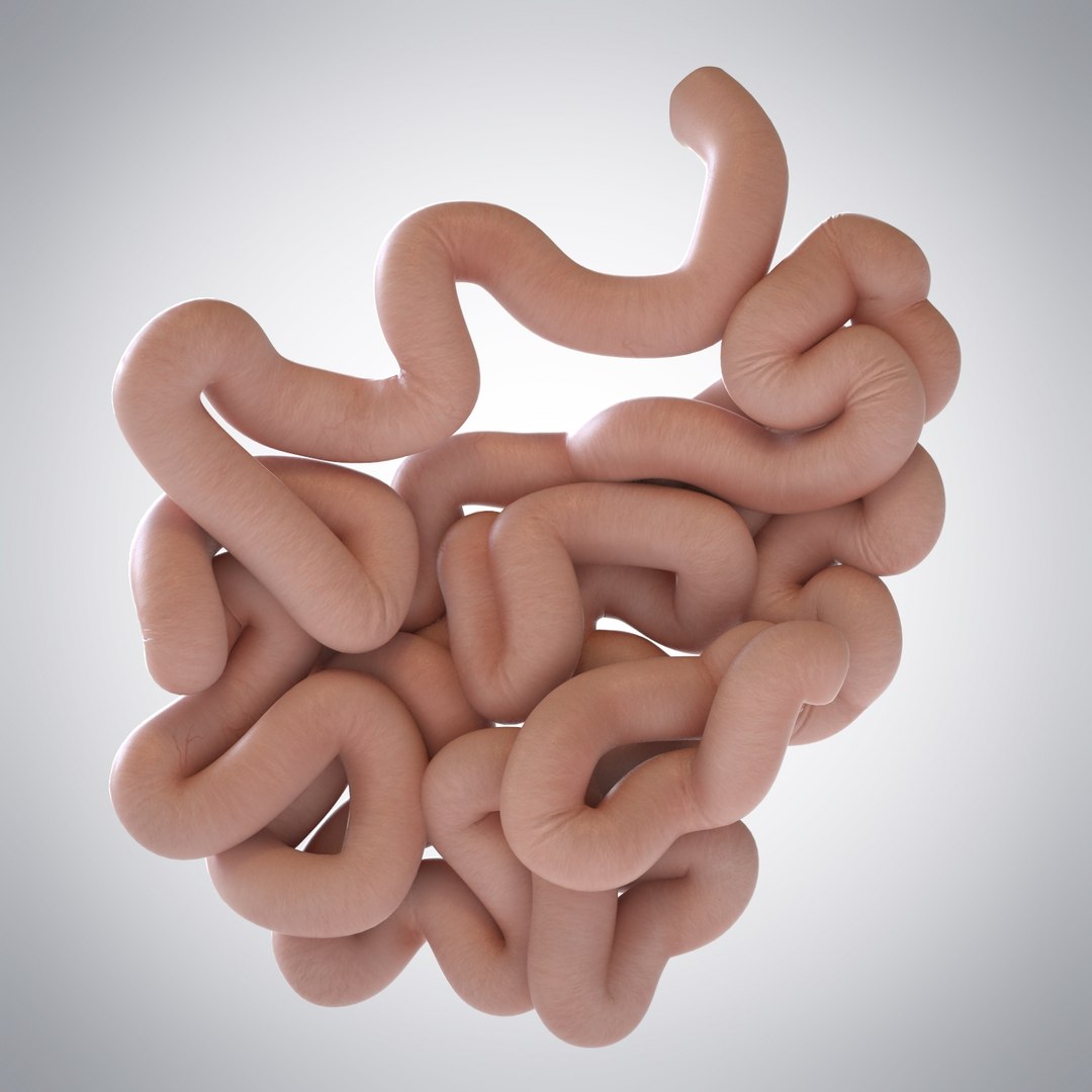 Human Small Intestine 3D - TurboSquid 1176344
