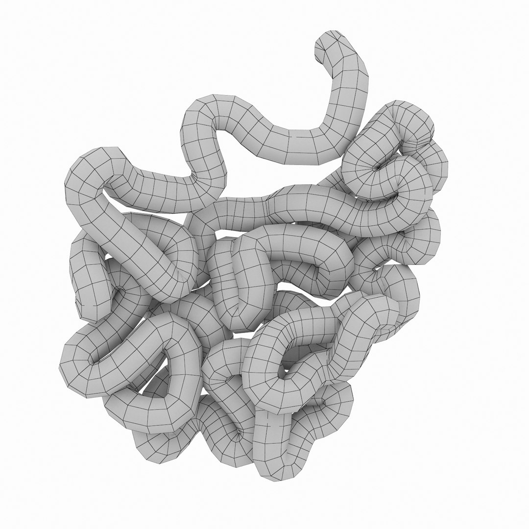 Human Small Intestine 3D - TurboSquid 1176344