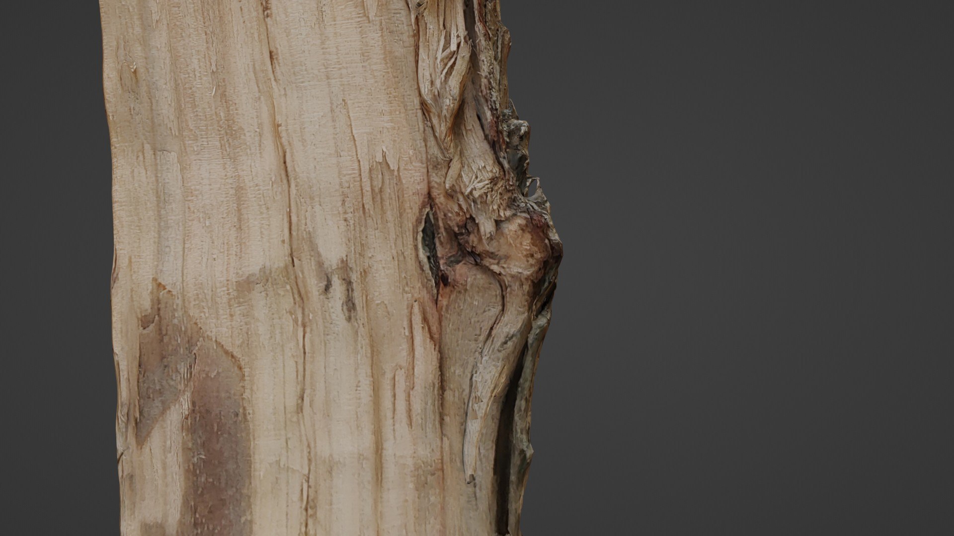 3D Model Scanned Cutted Trunk - TurboSquid 2330067