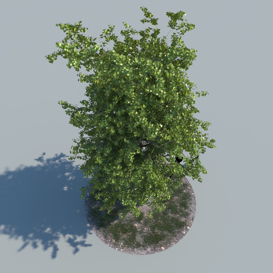 Realistic Linden Tree Leaf 3d Obj