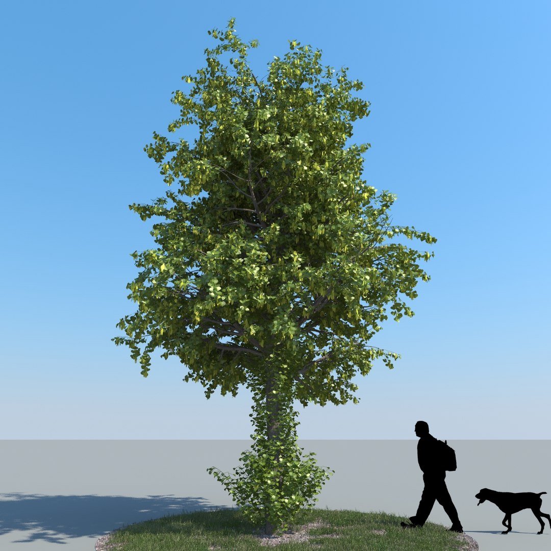 Realistic Linden Tree Leaf 3d Obj