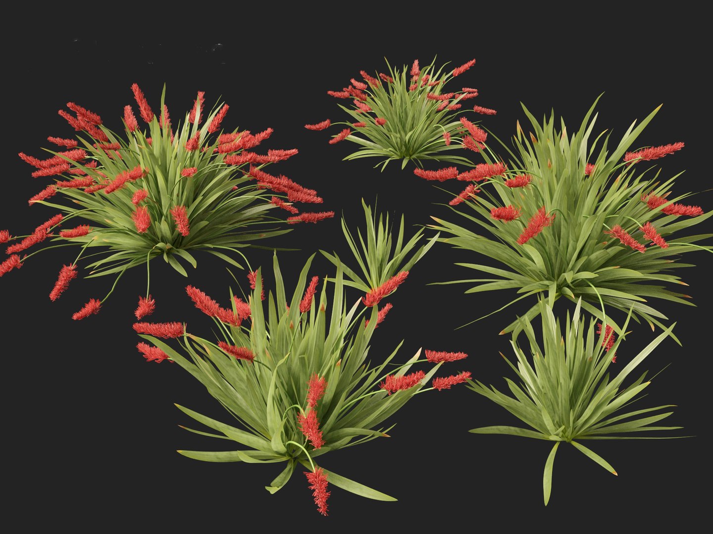 3D Xeronema Callistemon - Poor Knights Lily - TurboSquid 2305085