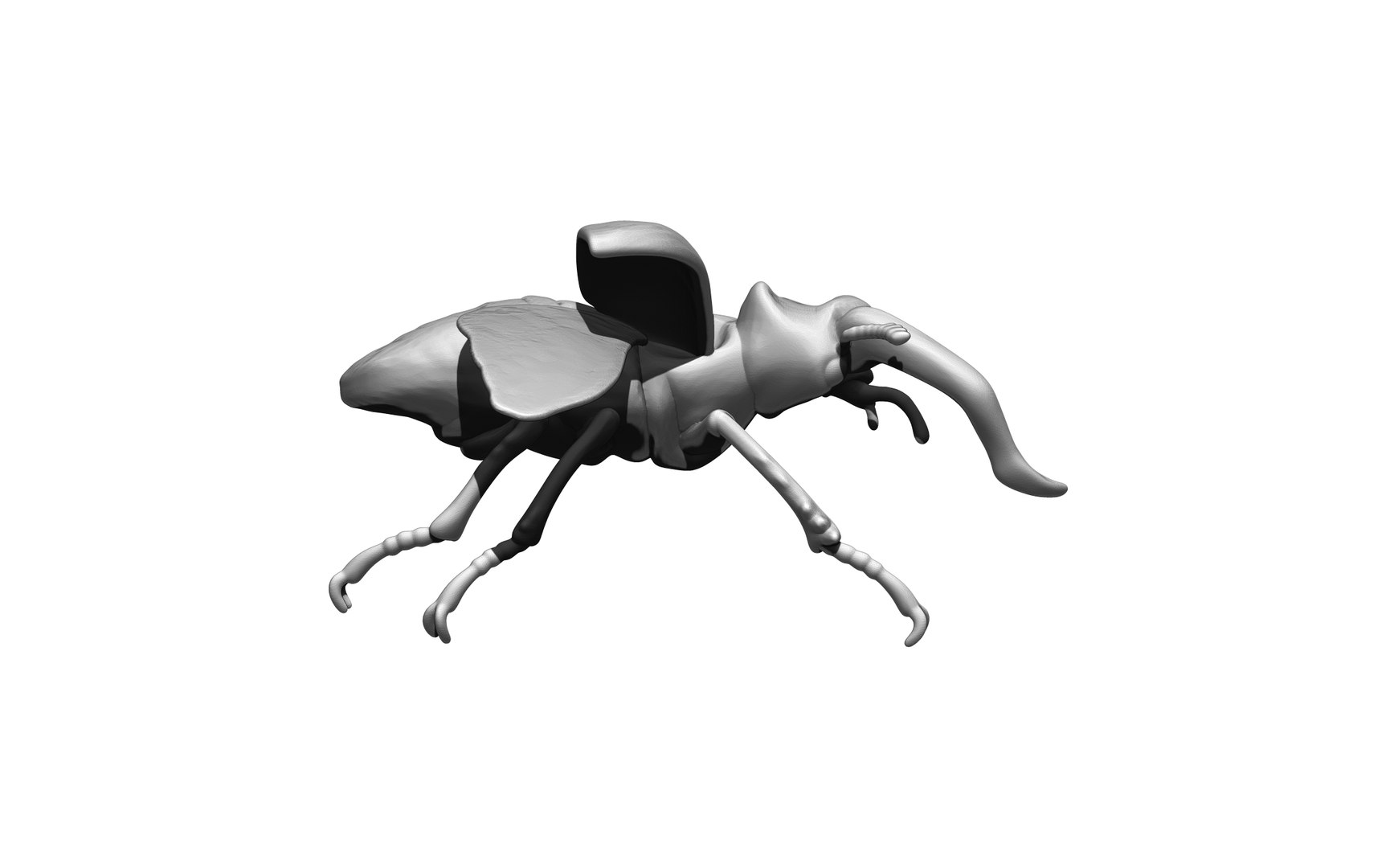 3D beetle insect animal model - TurboSquid 2129637