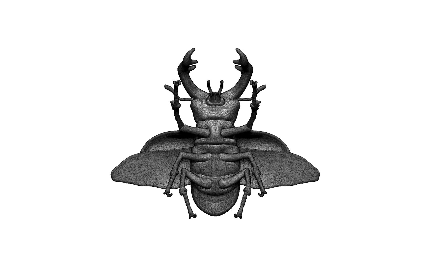 3D beetle insect animal model - TurboSquid 2129637