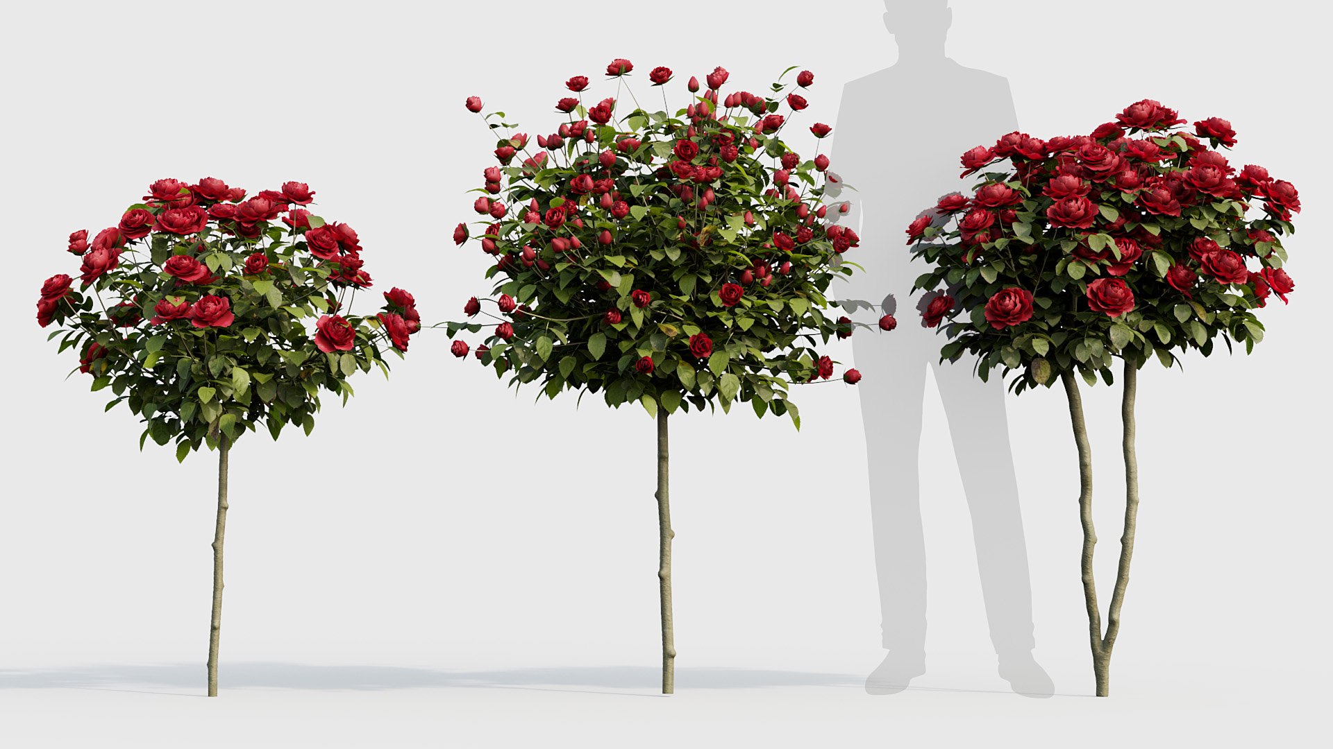 Rose Tree 02 3D Model 3D Model - TurboSquid 2173847