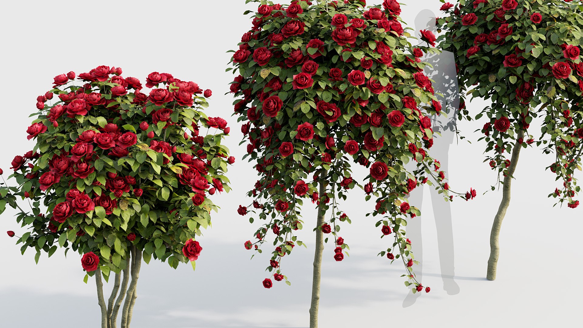 Rose Tree 02 3D Model 3D Model - TurboSquid 2173847