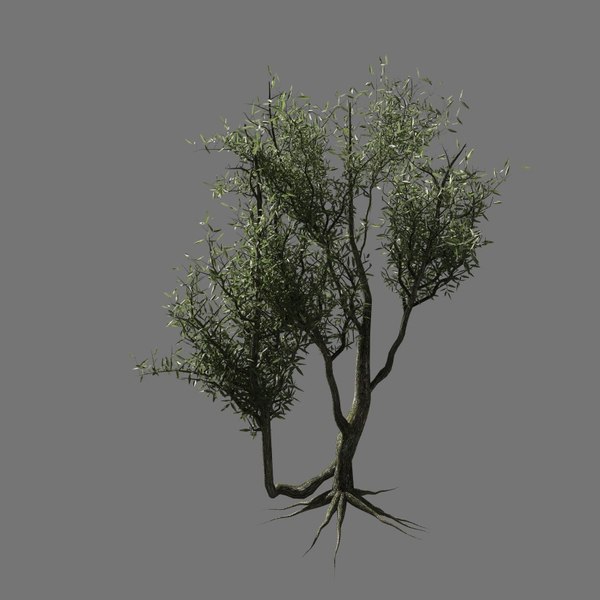 3d model olive tree