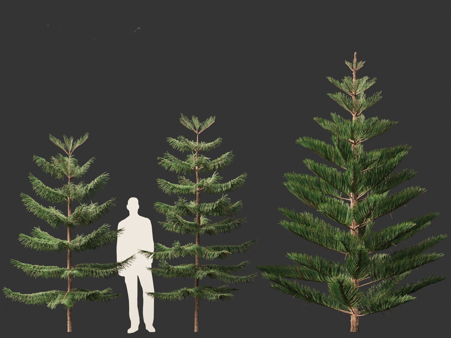 3D Araucaria Heterophylla - Norfolk Island Pine 01 - TurboSquid 2114856