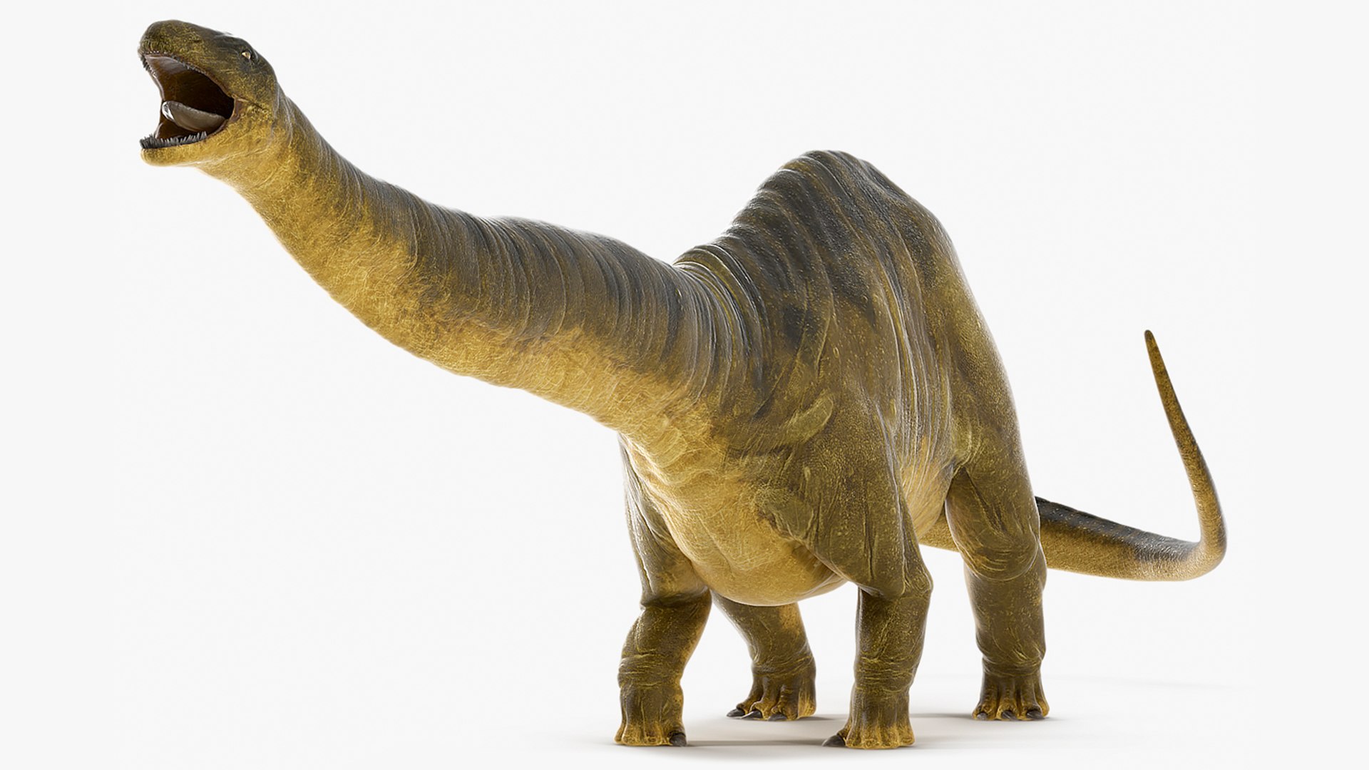 apatosaurus dinosaurs