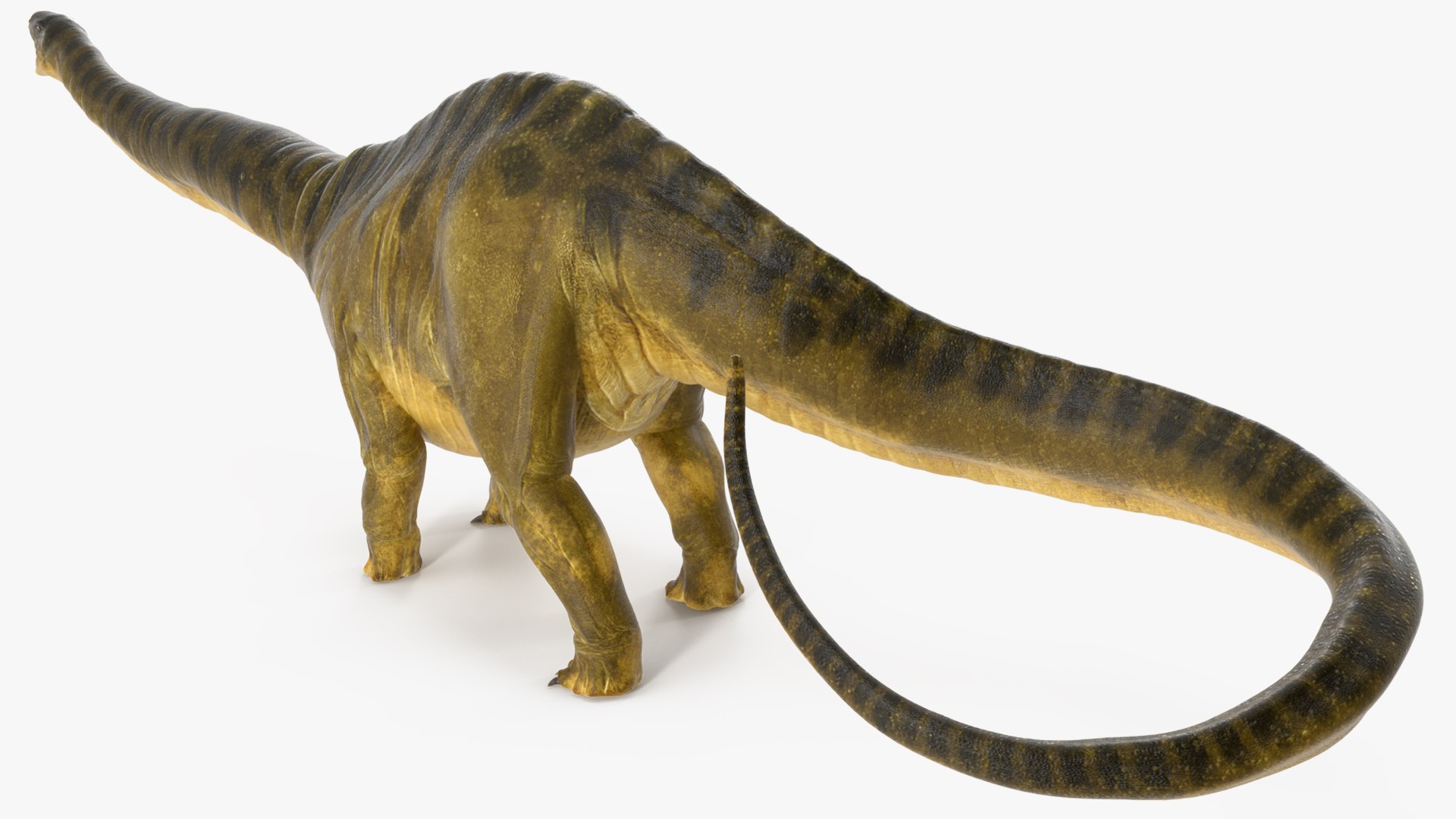 3d model apatosaurus dinosaur fighting pose