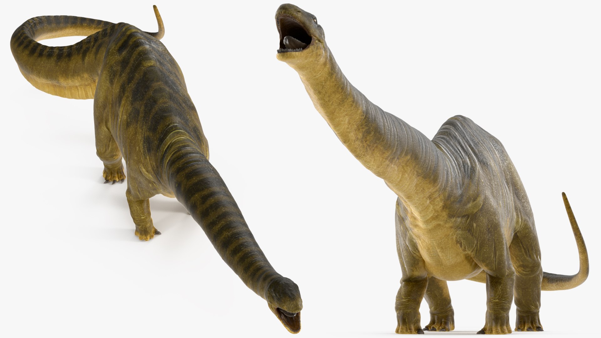 3d model apatosaurus dinosaur fighting pose