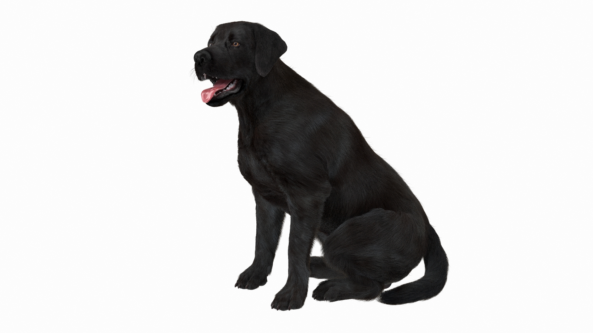 3D Labrador Dog Black Sitting Fur Model - TurboSquid 1823768
