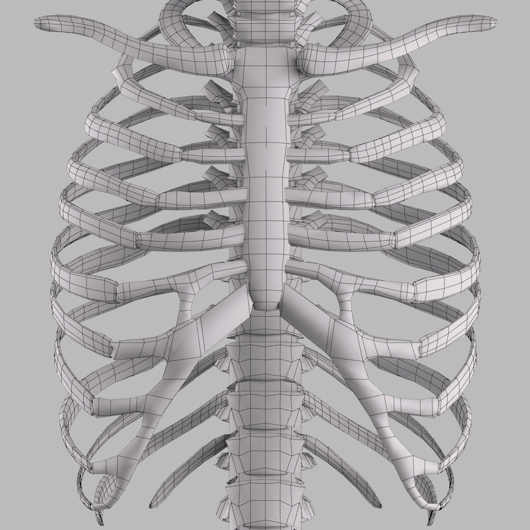 Skeletal Spine 3d Max