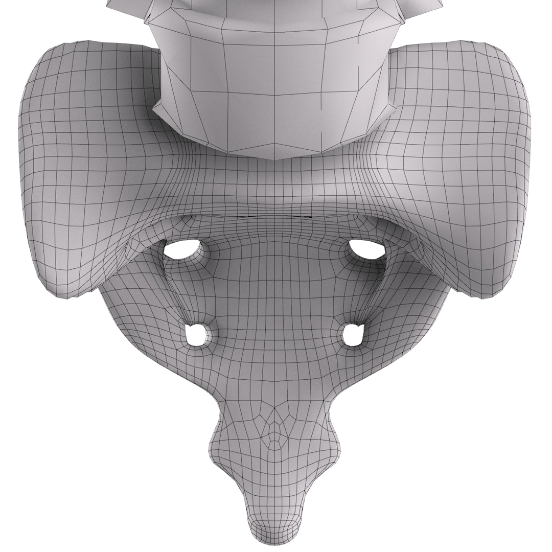 Skeletal Spine 3d Max