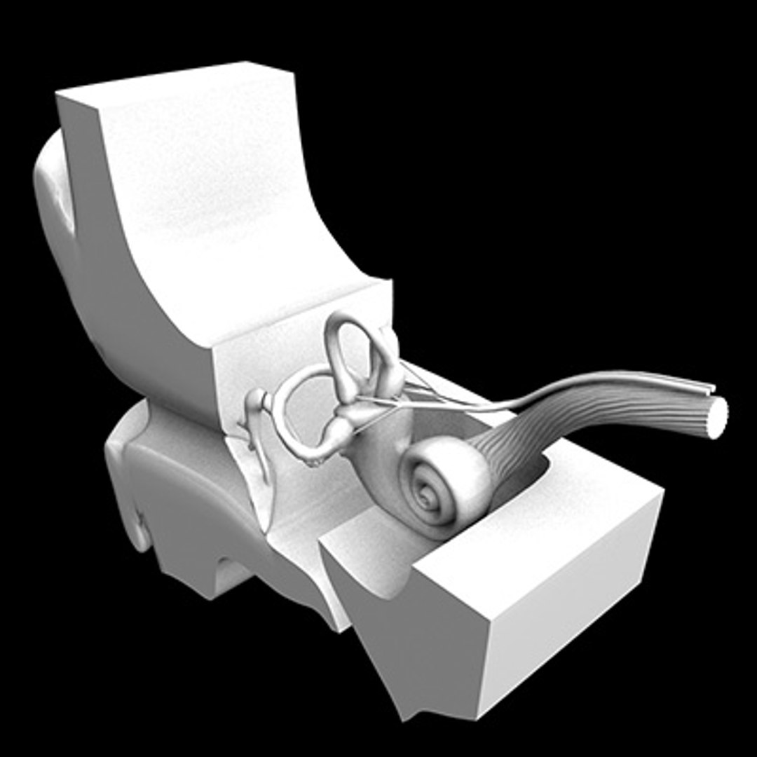 Inner Ear Anatomy 3d Model
