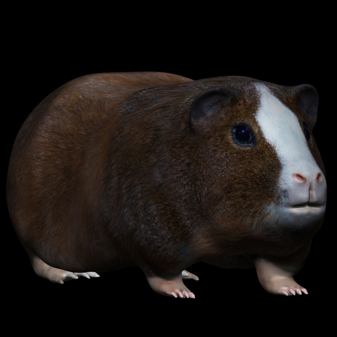 Fully Rigged Low Poly Guinea Pig 3D Model - TurboSquid 1724850