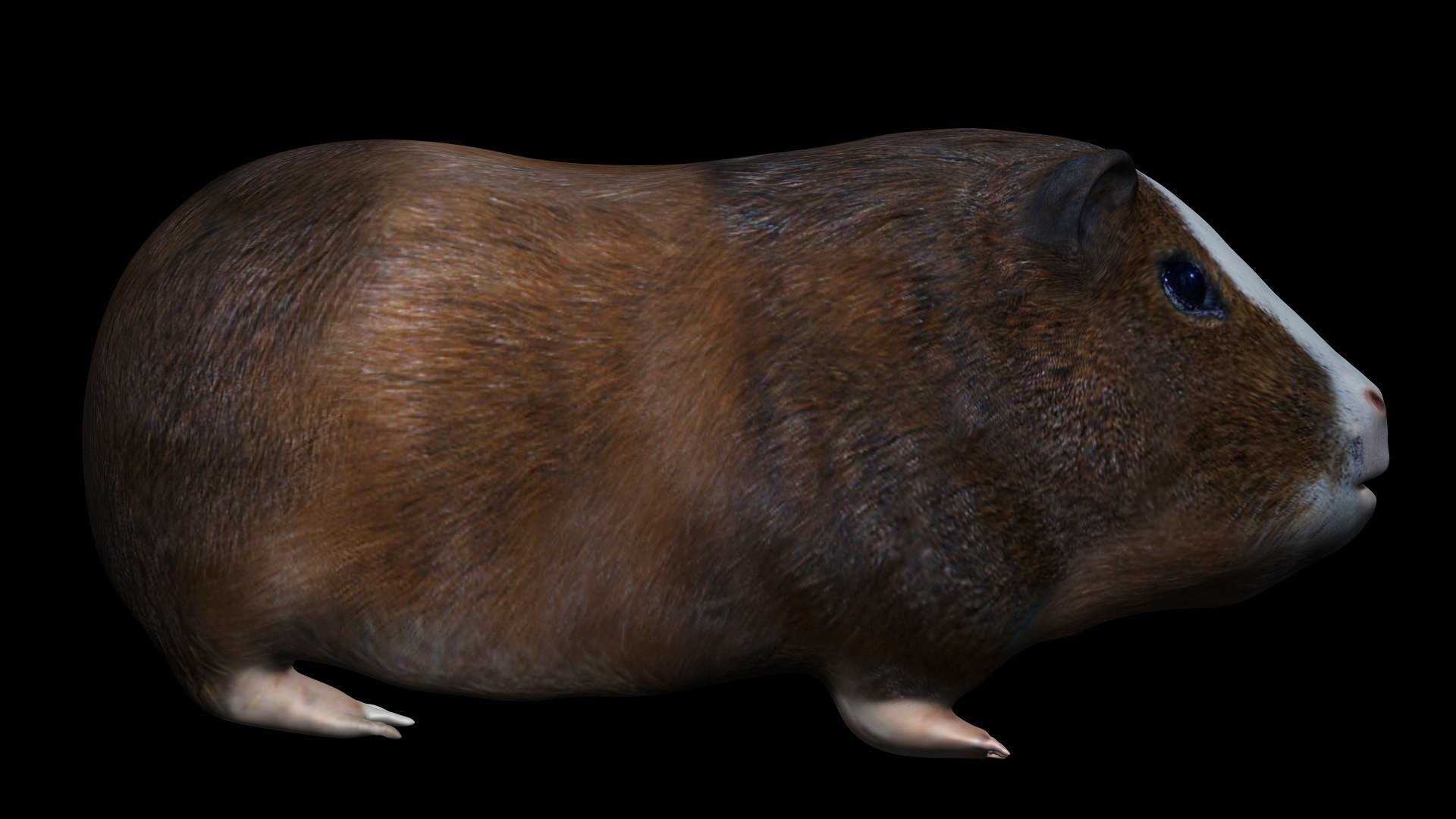 Fully Rigged Low Poly Guinea Pig 3D Model - TurboSquid 1724850