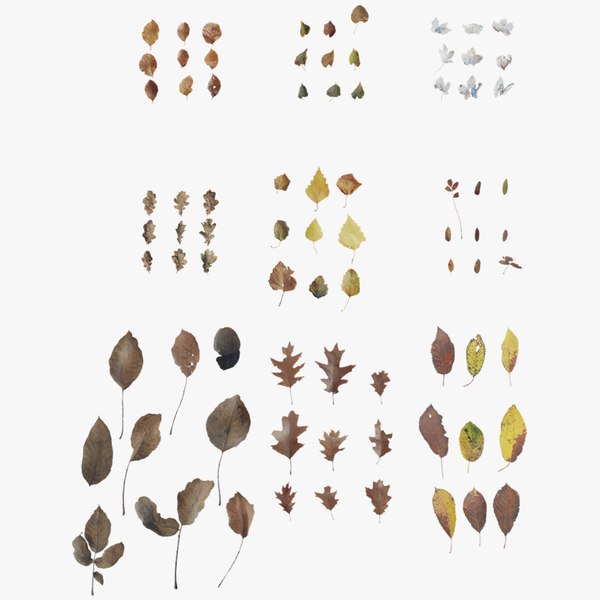 Leaf Blender Models for Download | TurboSquid