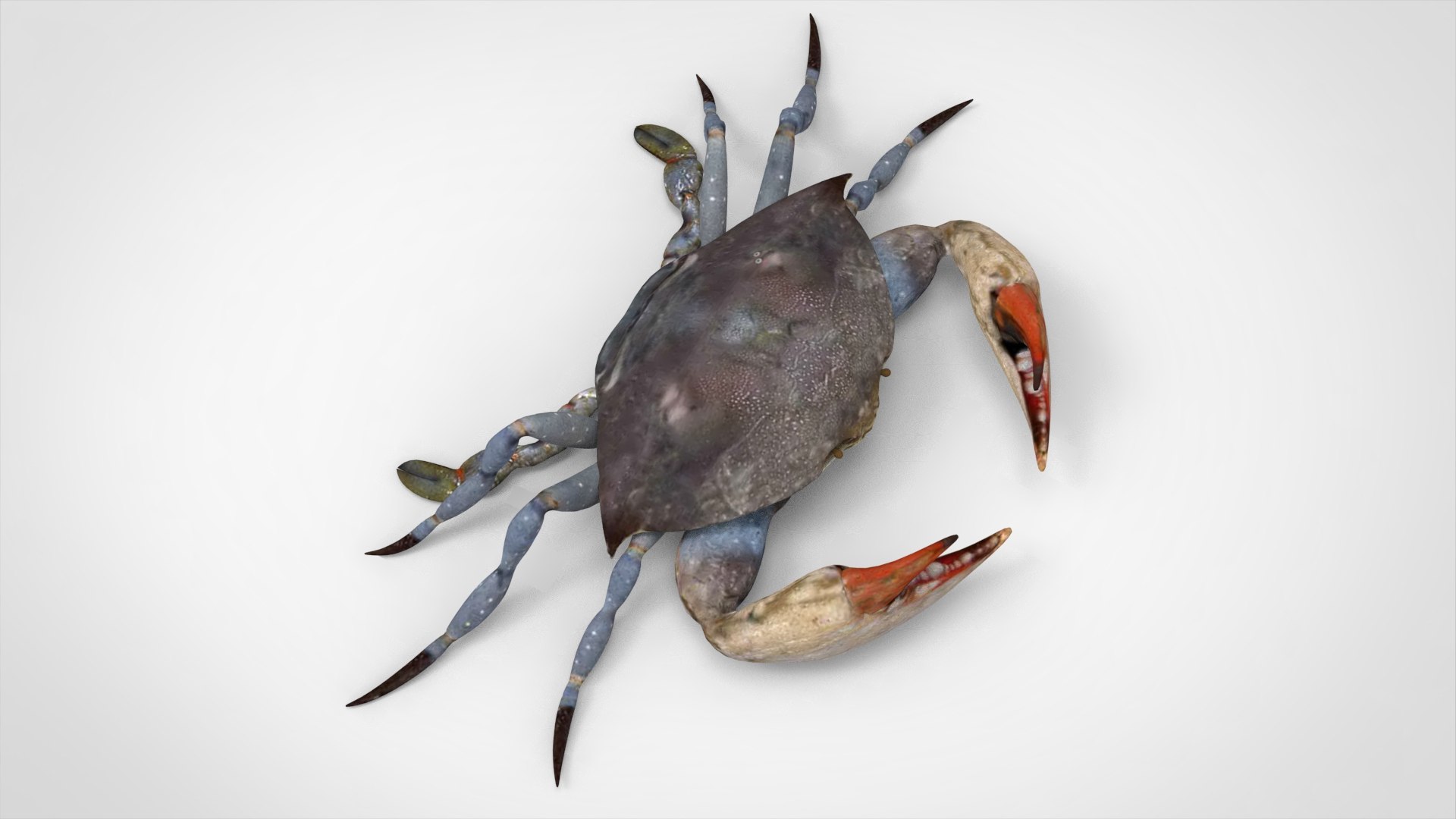 3D Blue Crab - TurboSquid 1966351