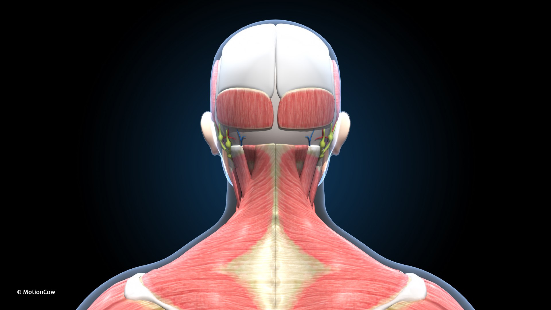 Ultimate Male Anatomy PRO 3D model - TurboSquid 2049376