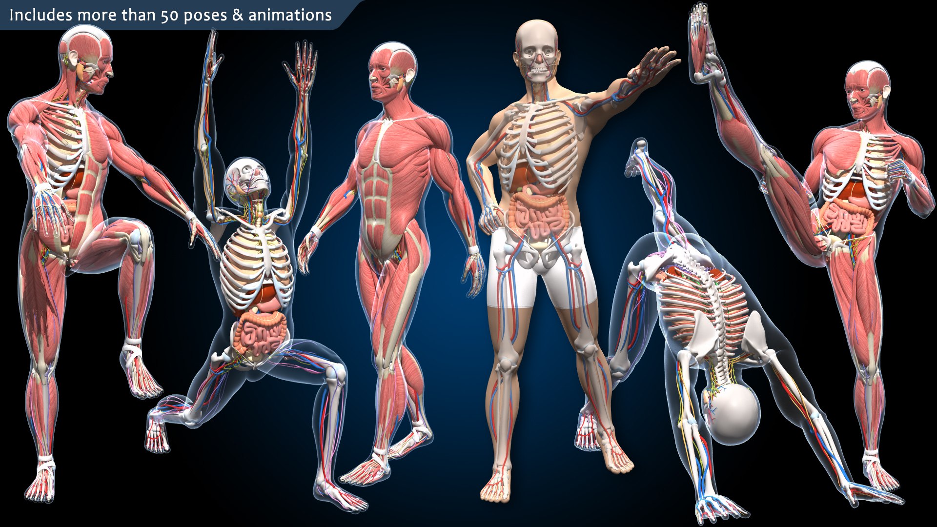 Ultimate Male Anatomy PRO 3D model - TurboSquid 2049376