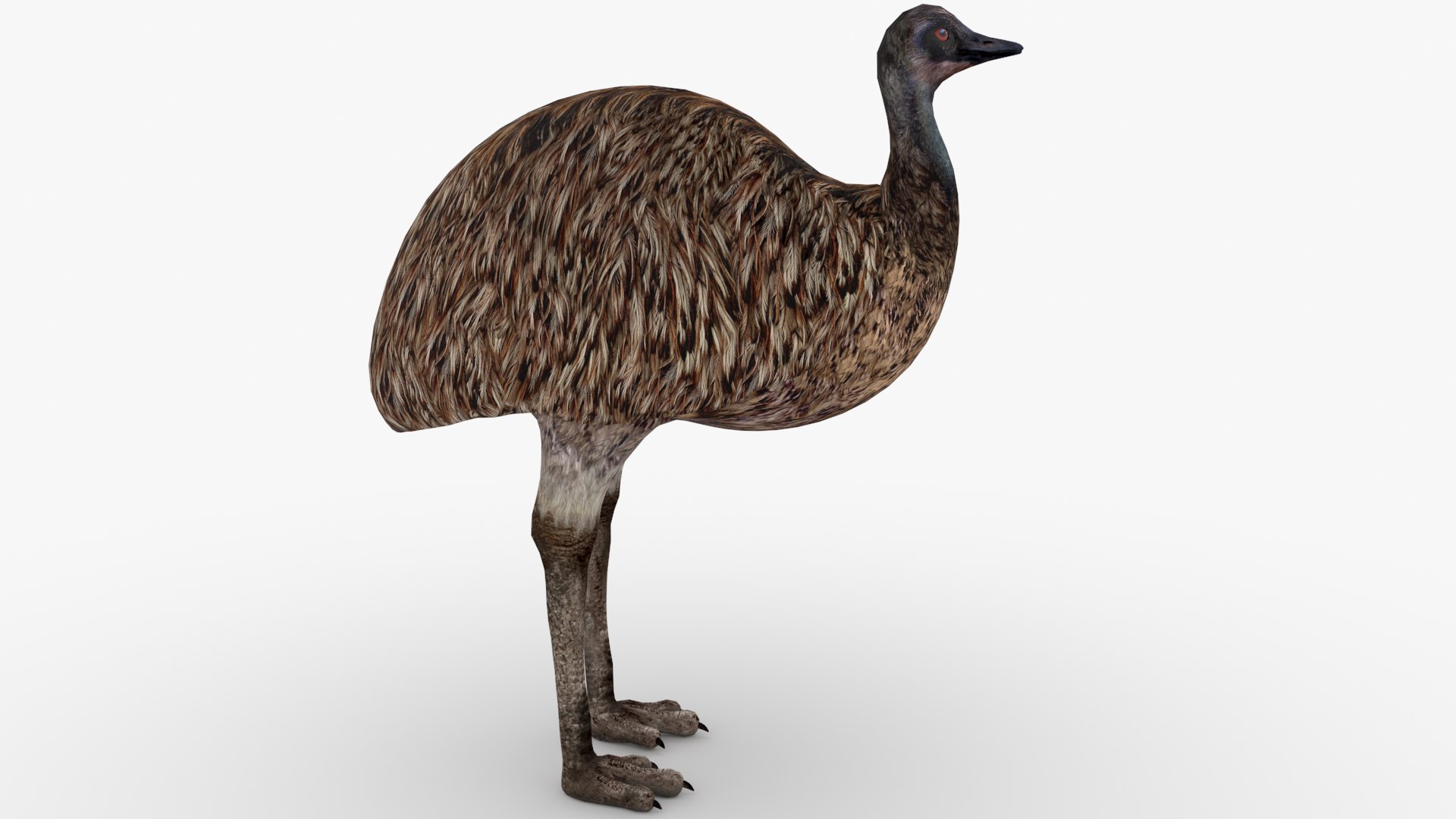 Emu 3D Model - TurboSquid 1177941