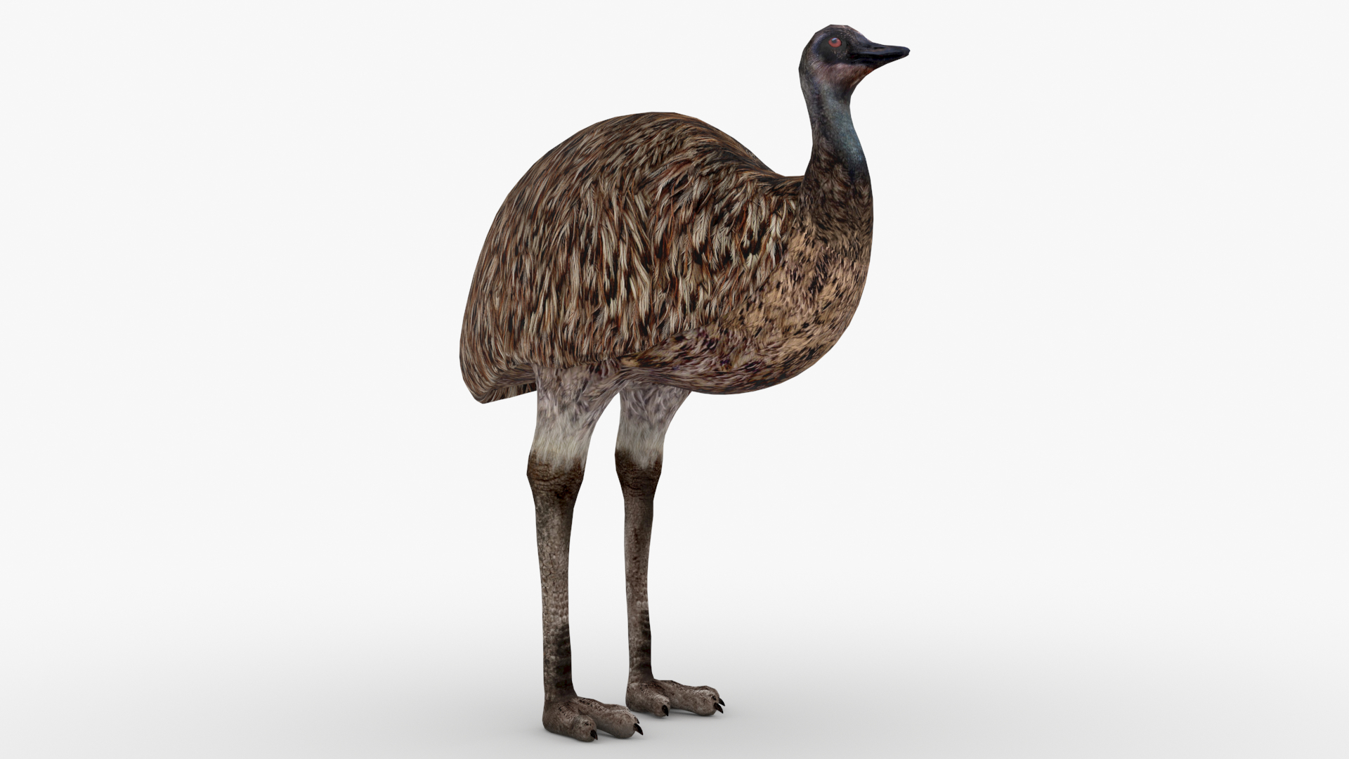 Emu 3D Model - TurboSquid 1177941