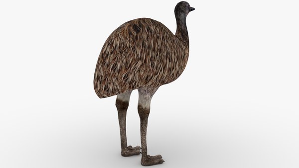 Emu 3D model - TurboSquid 1177941