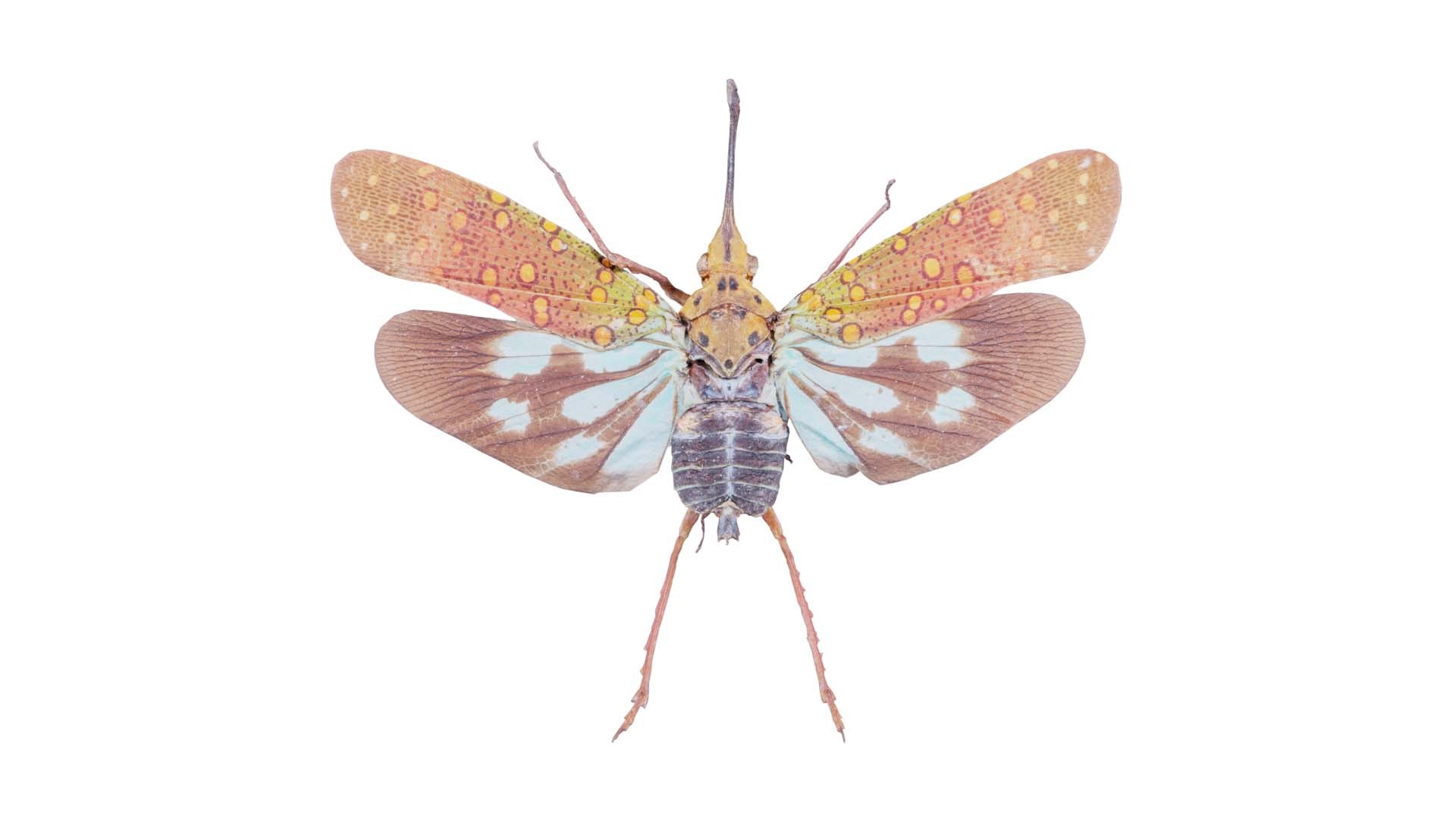 Saiva Gemmata Laos Remastered 3D Model - TurboSquid 2359780