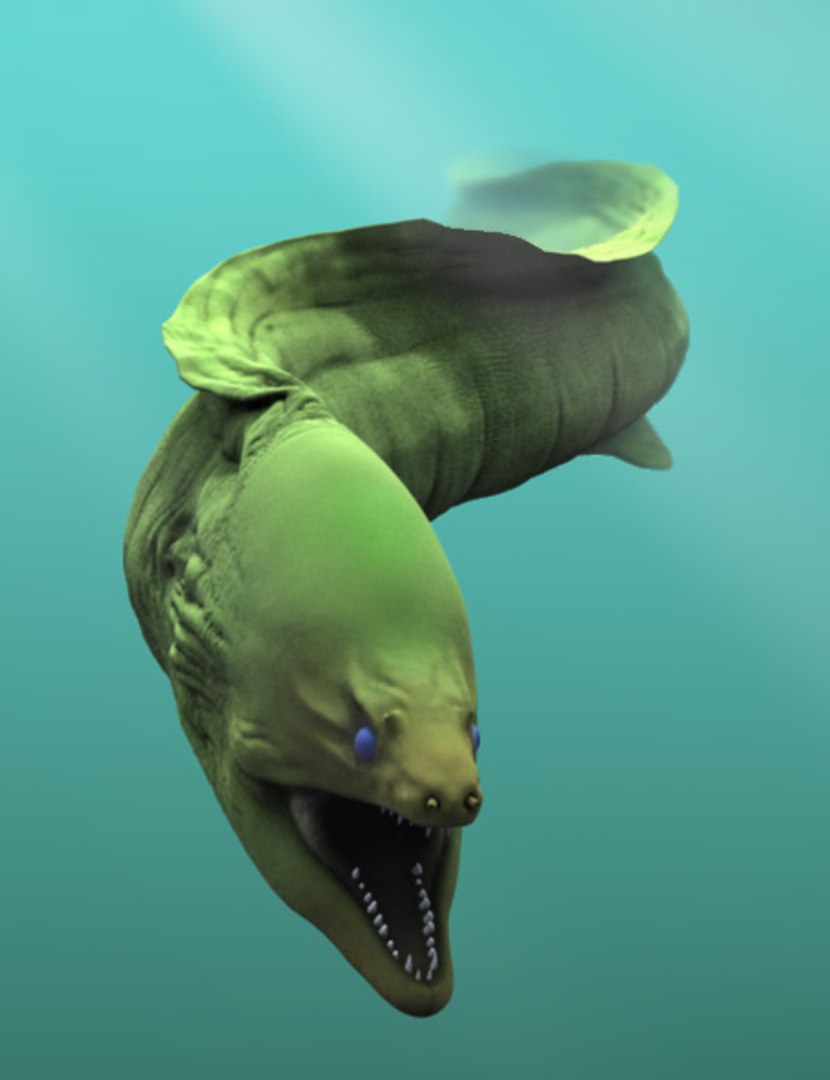 Moray Eel 3d Model