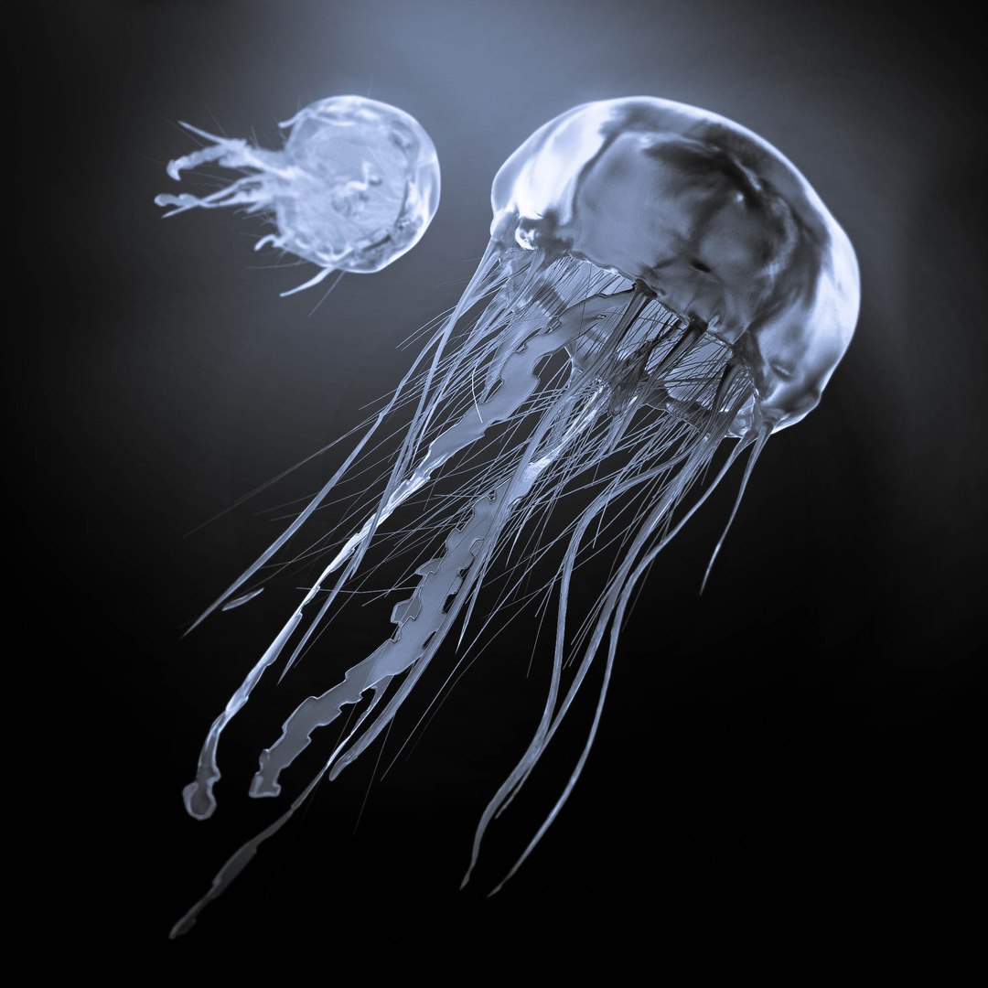 Jellyfish Jelly Fish Max