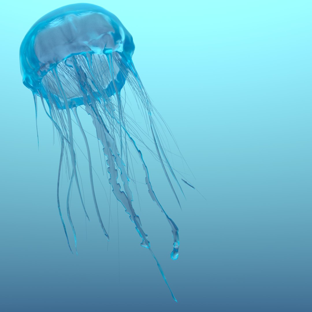 Jellyfish Jelly Fish Max