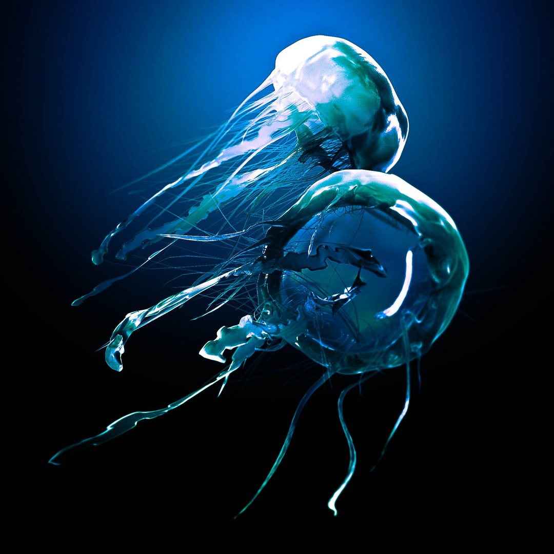 Jellyfish Jelly Fish Max