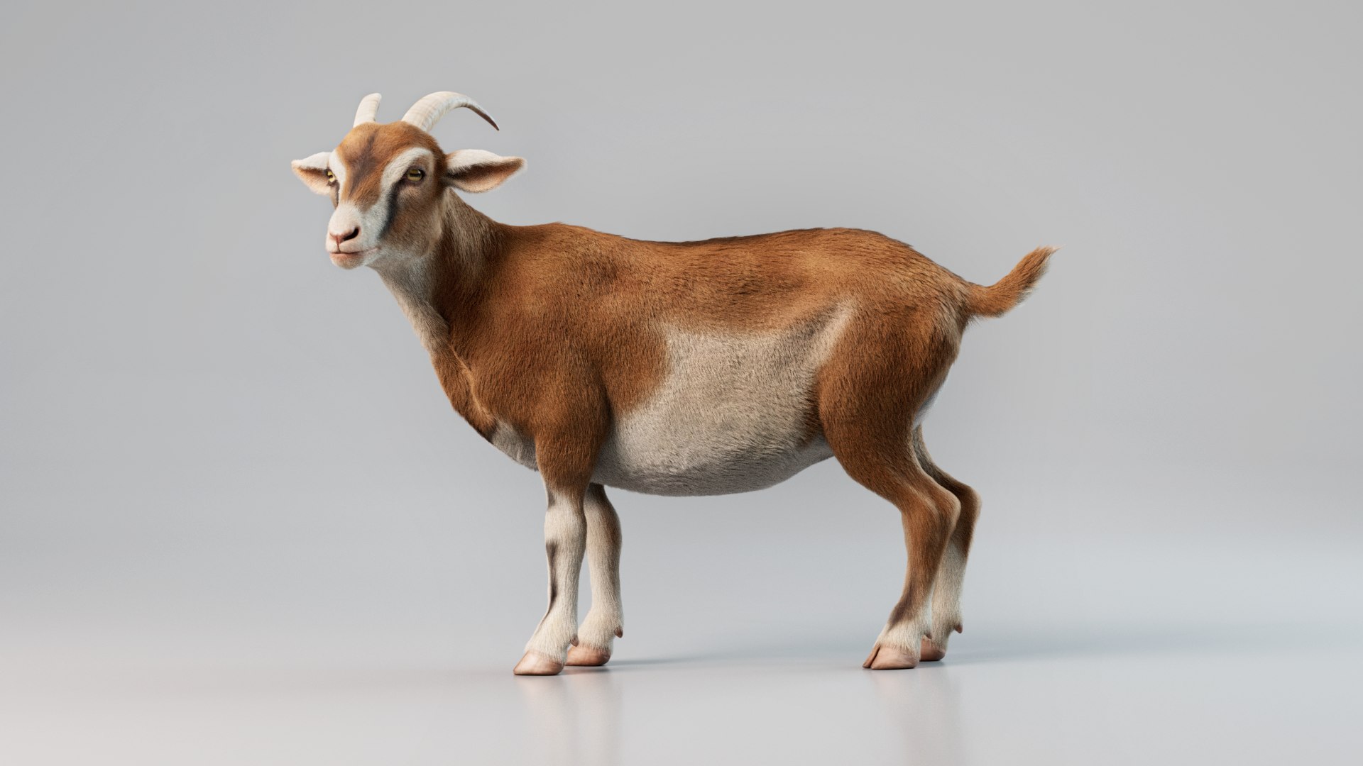 3D Goat Rigged Animated With Fur Model - TurboSquid 2169752